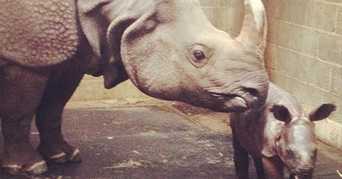 Adorable baby rhino born 10 years after her father dies