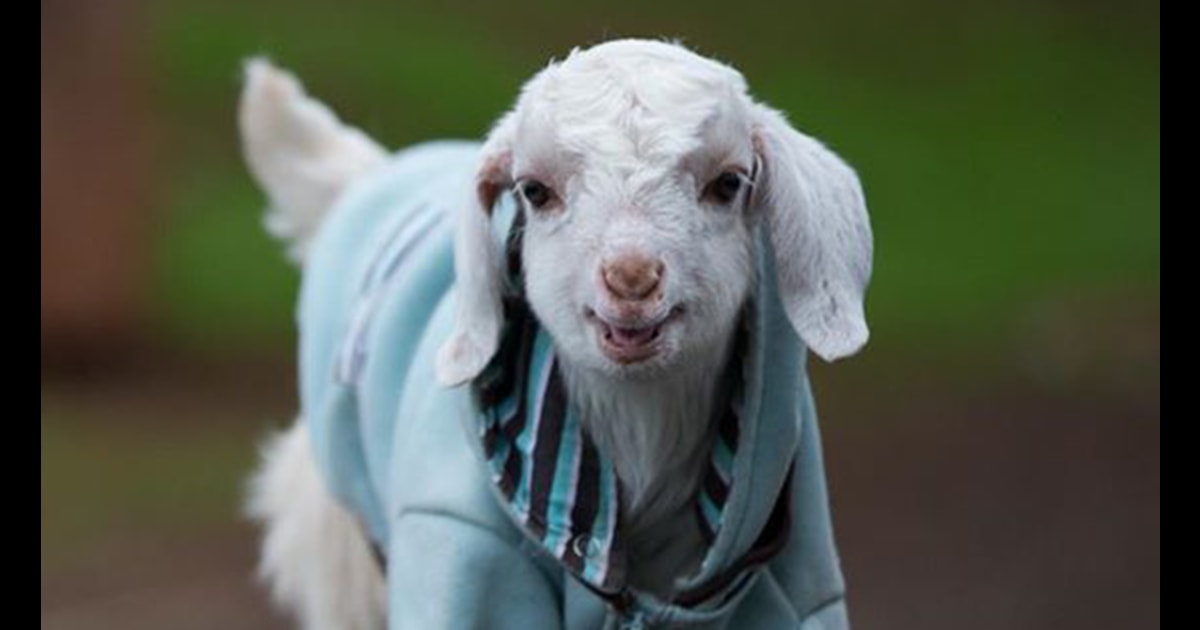 Frostie, baby goat whose first steps with a wheelchair went viral, dies