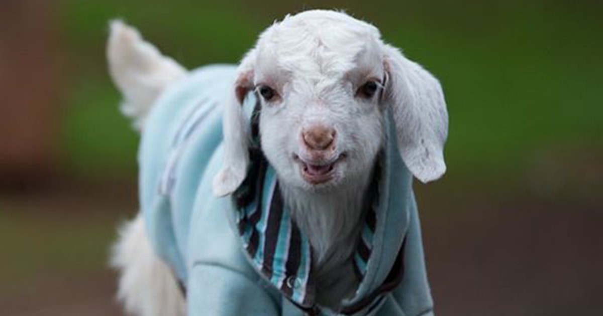 Frostie, baby goat whose first steps with a wheelchair went viral, dies
