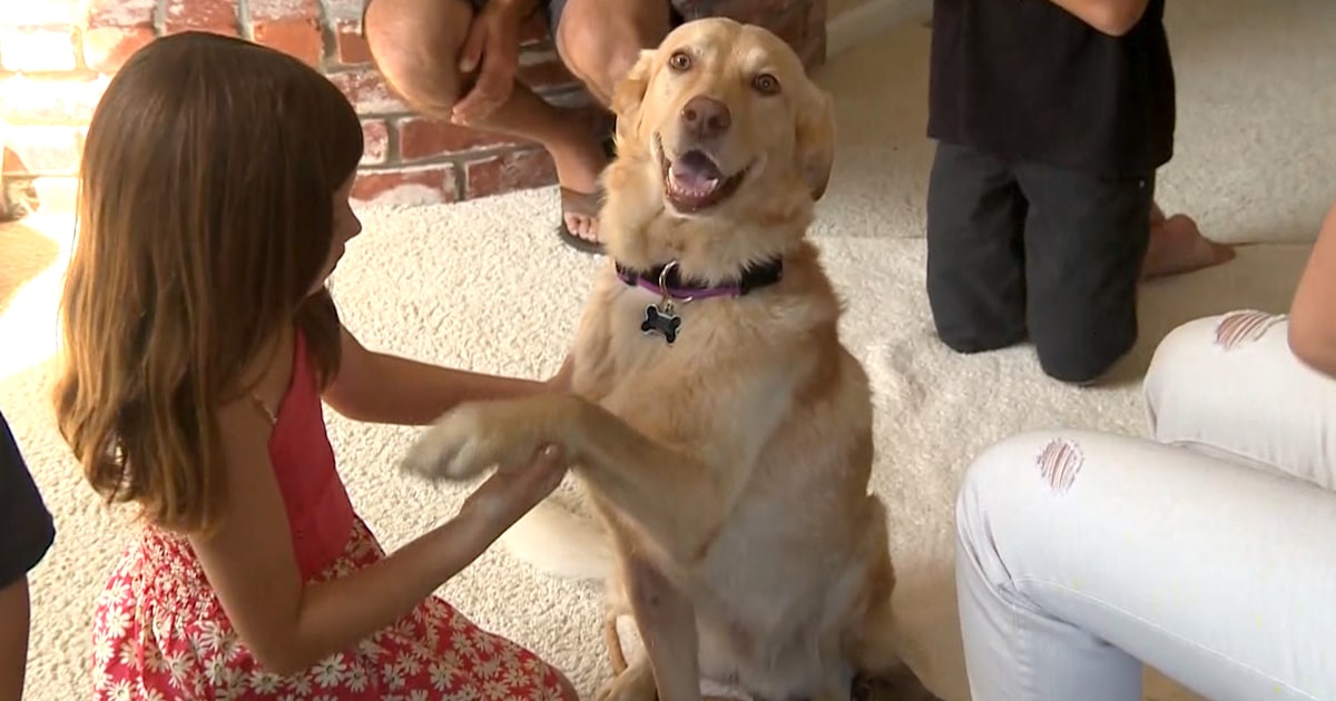 How one dog lost in wilderness found her family after 2 years