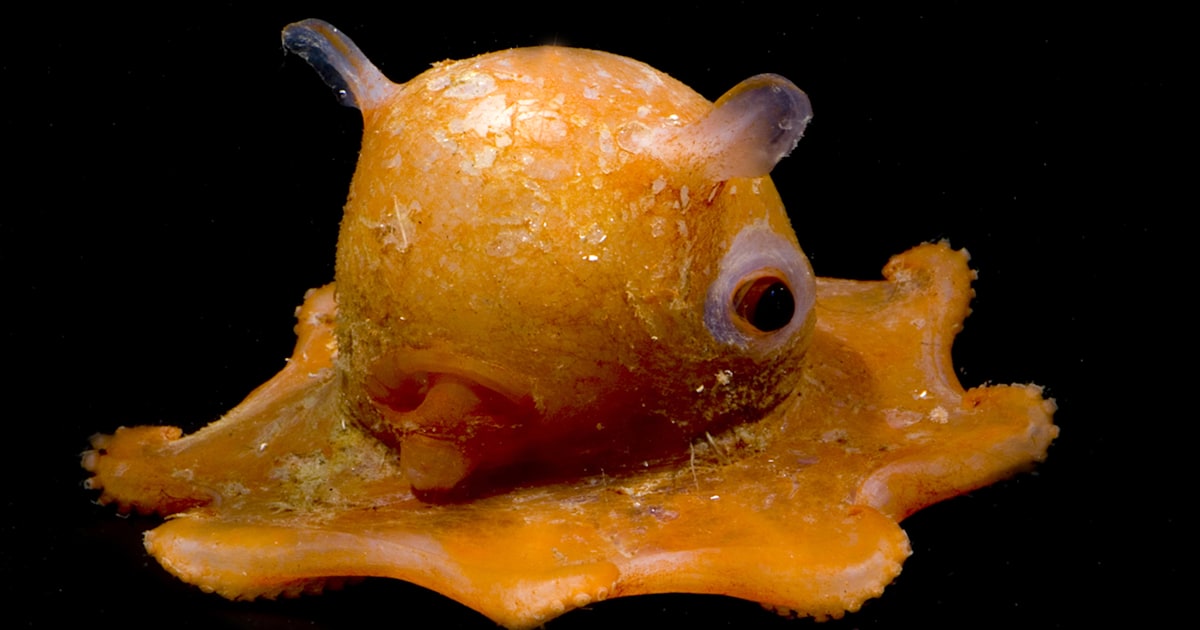Slimy, spiky and slightly unsightly: 18 of the weirdest animals on Earth