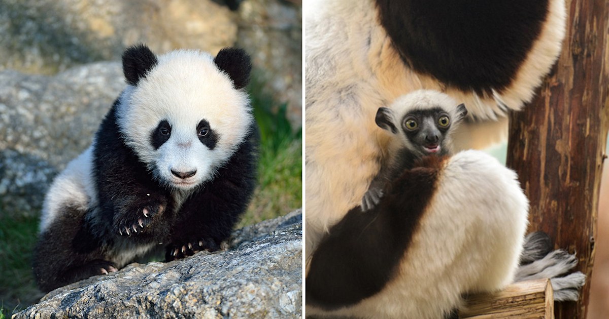 Who's cuter: Baby panda or little lemur? You decide!