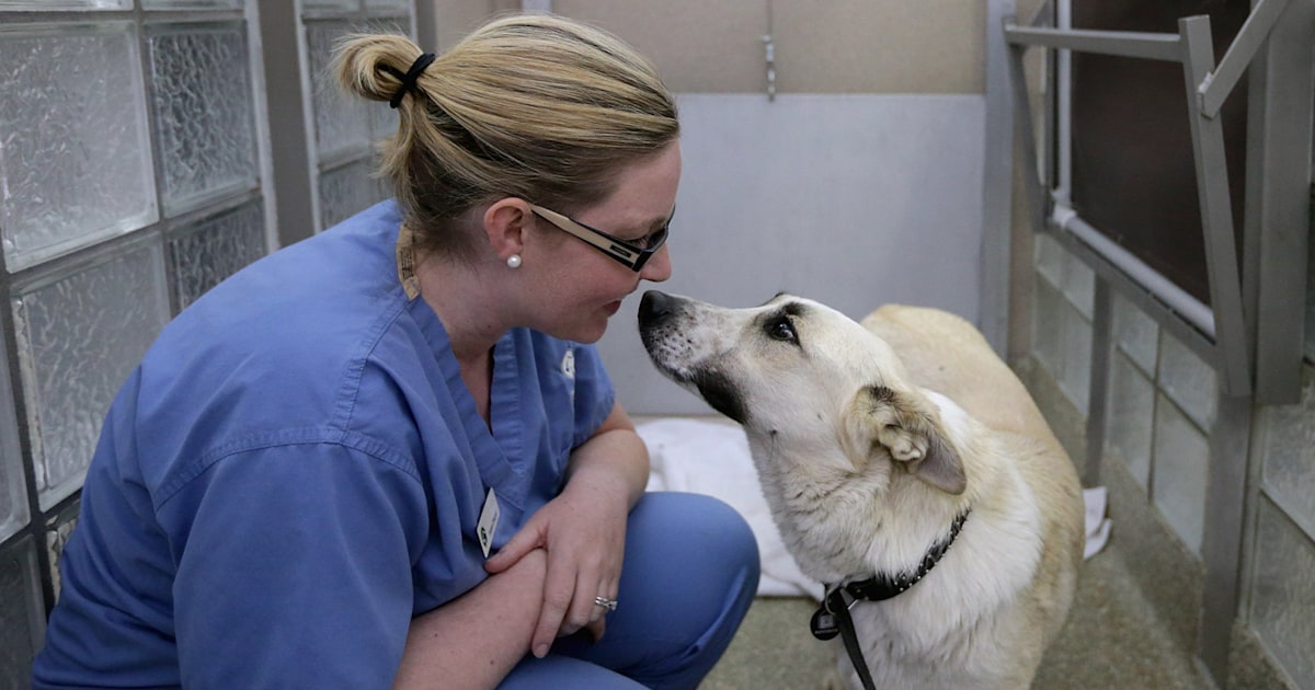 Sochi stray dogs arrive in US for adoption