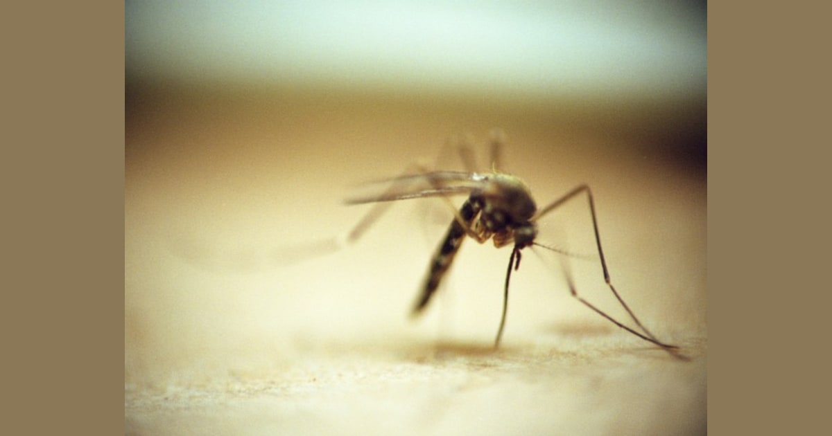 The Best Mosquito Repellent Ever Is Something You Already Own!