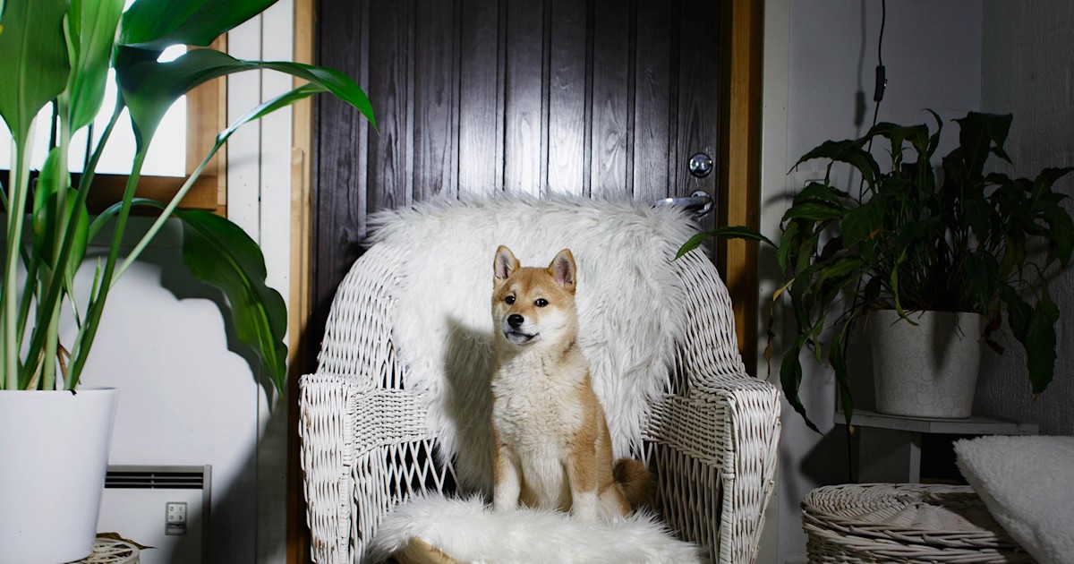 Pups are people, too: Photos show how dogs become family