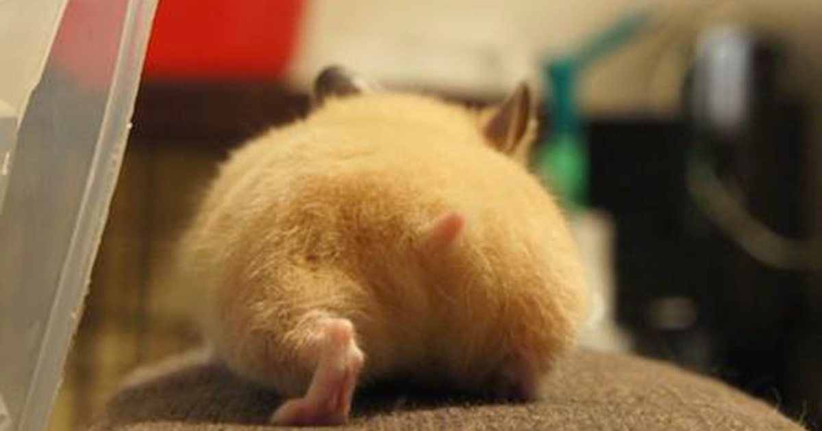 Hamster butts have the Internet -- and KLG and Hoda -- going crazy