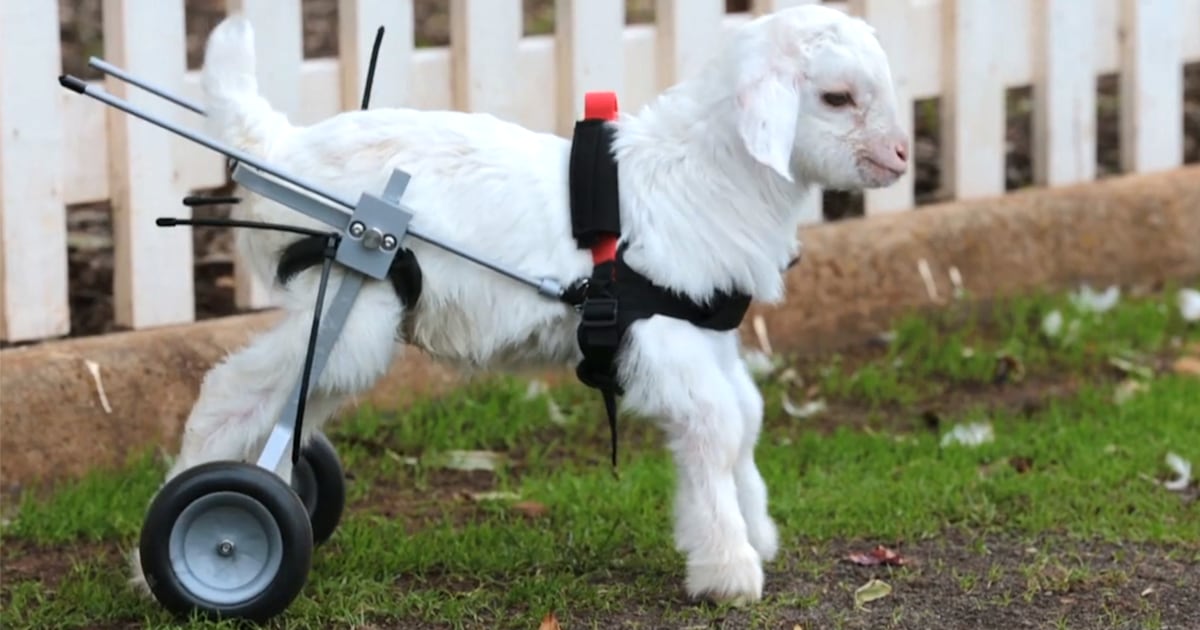 Bleats of joy! Watch Frostie, a tiny baby goat, learn to walk with ...