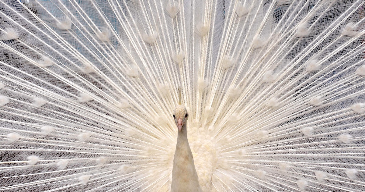 Proud peacocks, wee turtles and 13 more of the week's best animal photos