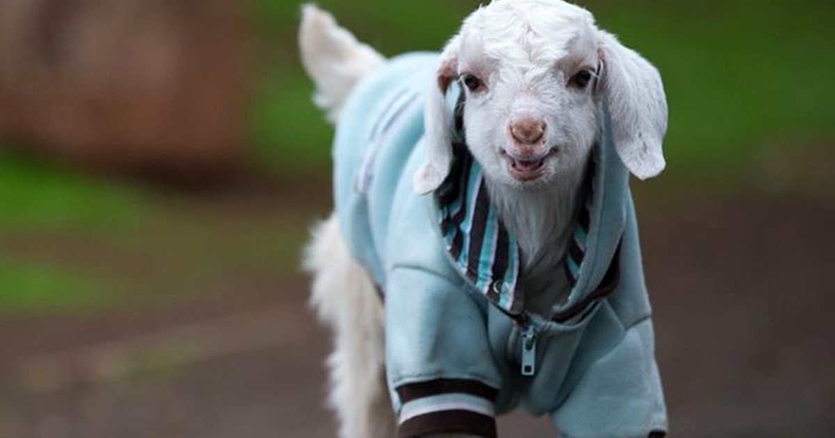 He can walk! Frostie the Snow Goat learns to 'skip and run' without ...