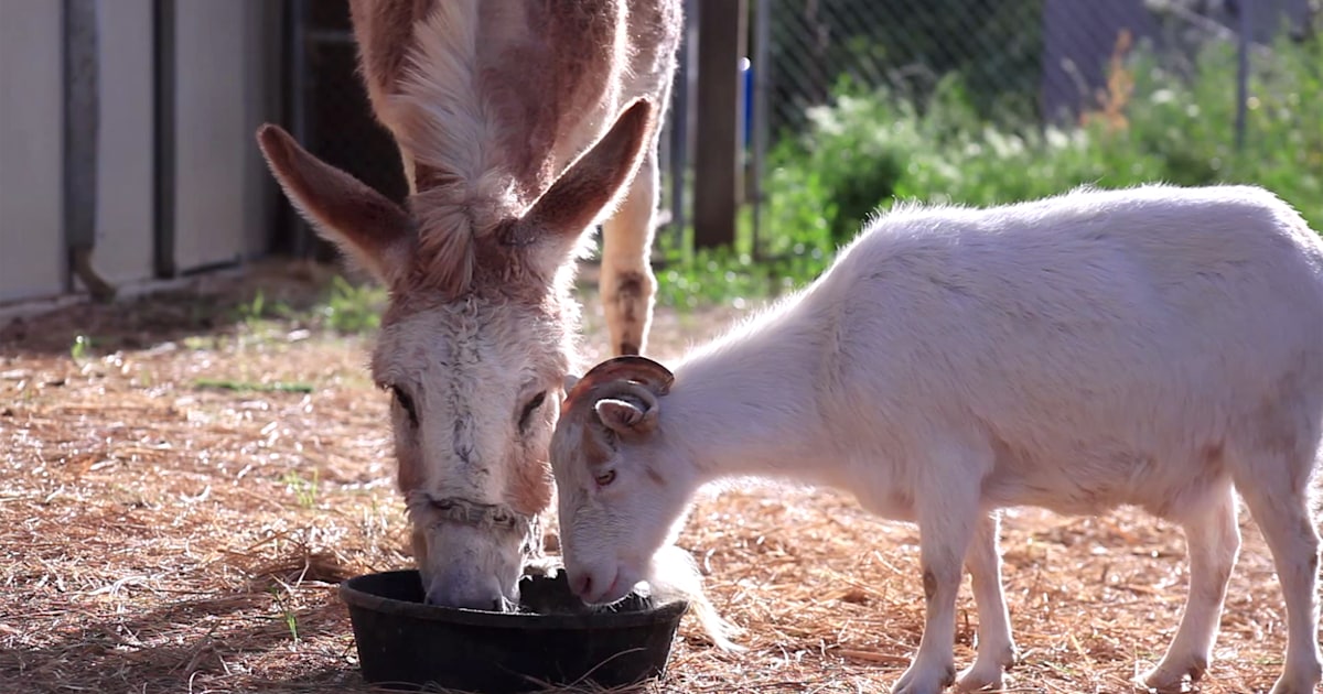 Best friends: Mr. G the goat and Jellybean the donkey rejoice at being ...
