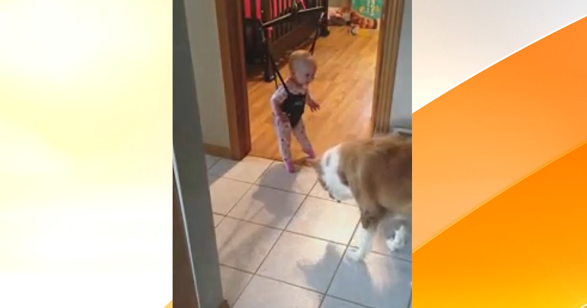 Watch a jumping dog absolutely delight a bouncing baby