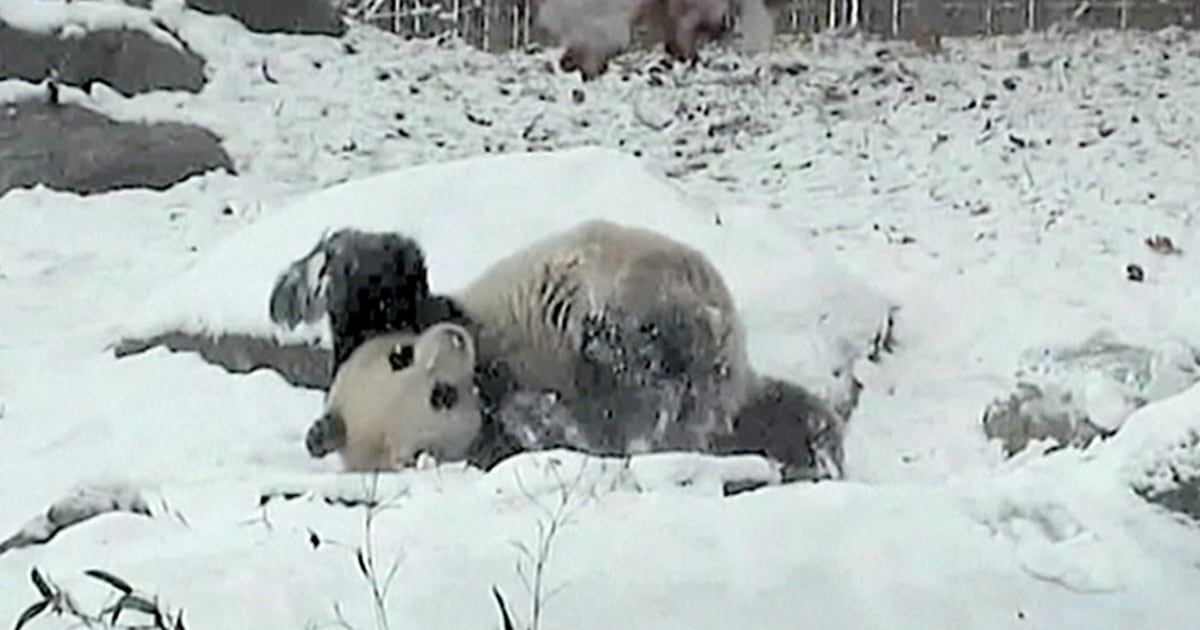 Adorable Giant Panda tumbles, frolics in fresh Toronto snow