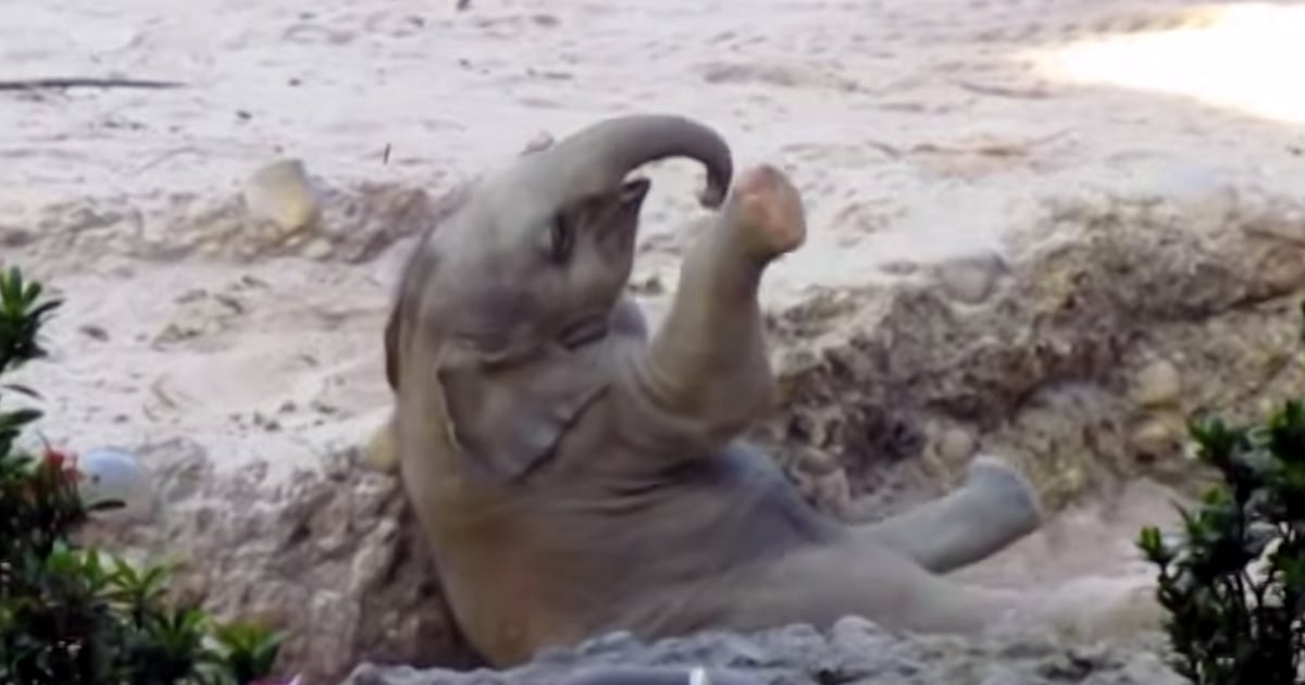 Baby elephant falls at zoo, but it's OK! Herd races to the rescue