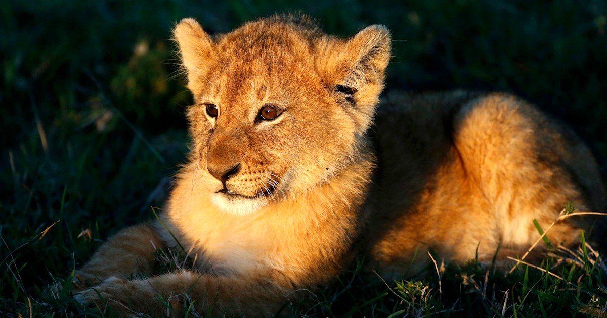 Animal Tracks: A lion cub soaks up the sun and more of the week's best ...