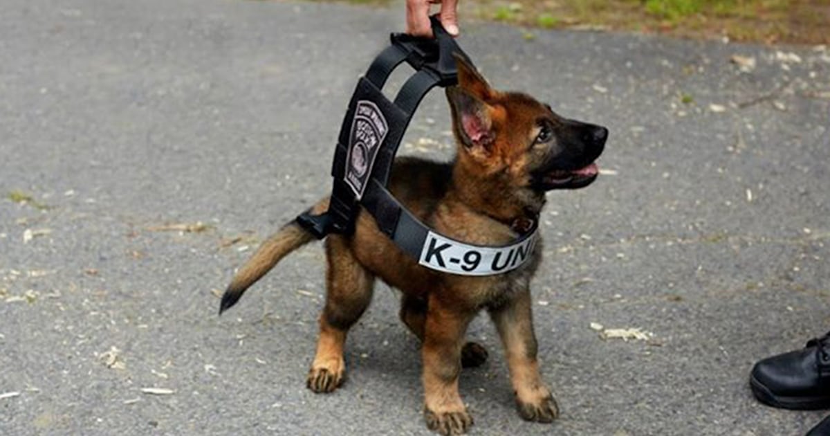 Boston police dog-in-training 'Tuco' is cutest future K-9 cop ever