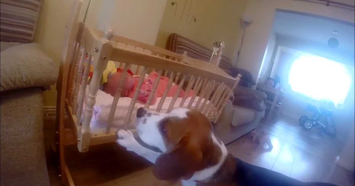 Charlie the beagle is the best nanny ever