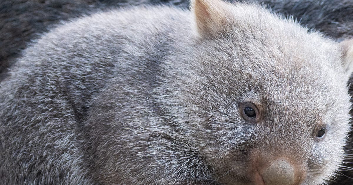 Influencer Facing Backlash After Taking Baby Wombat From Mom in Video