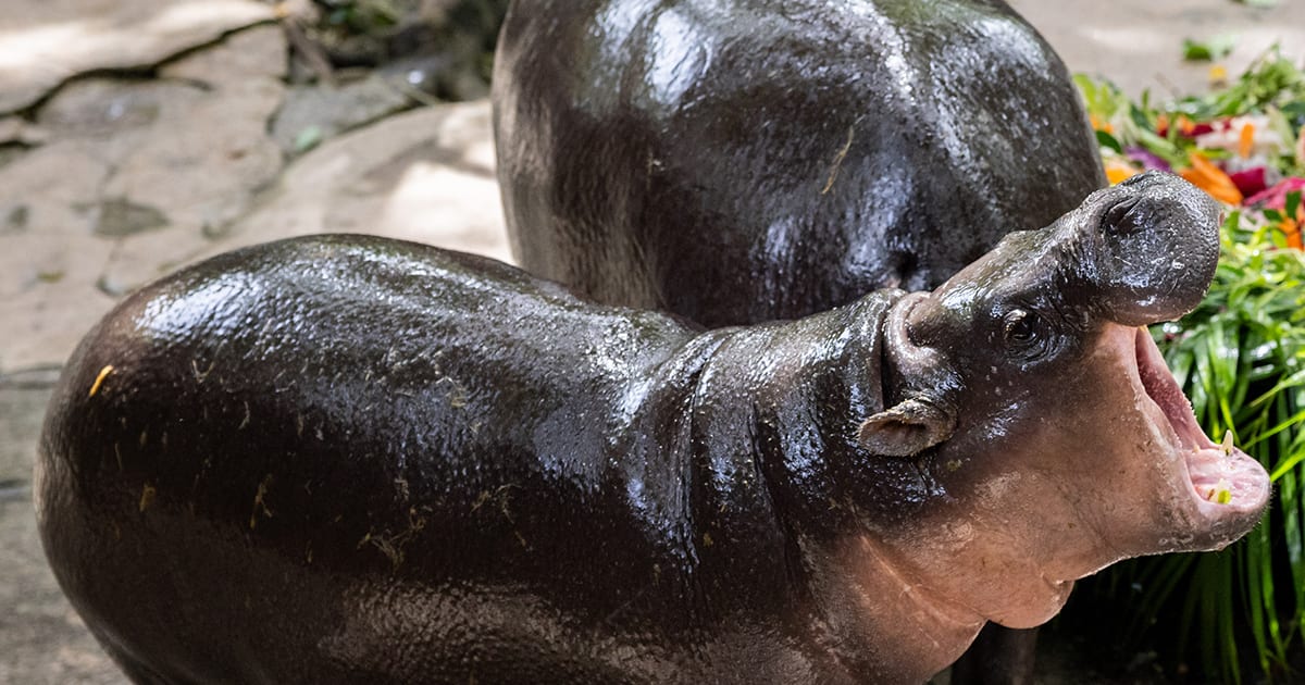 Moo Deng’s First Birthday: Inside the Celebration